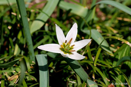 アマナ（甘菜、ユリ科）--- Amana edulis --- 四季の山野草＠（花の写真館）