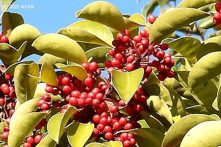 クロガネモチ（黒鉄黐、モチノキ科）--- Ilex rotunda --- 四季の山野草＠（花の写真館）